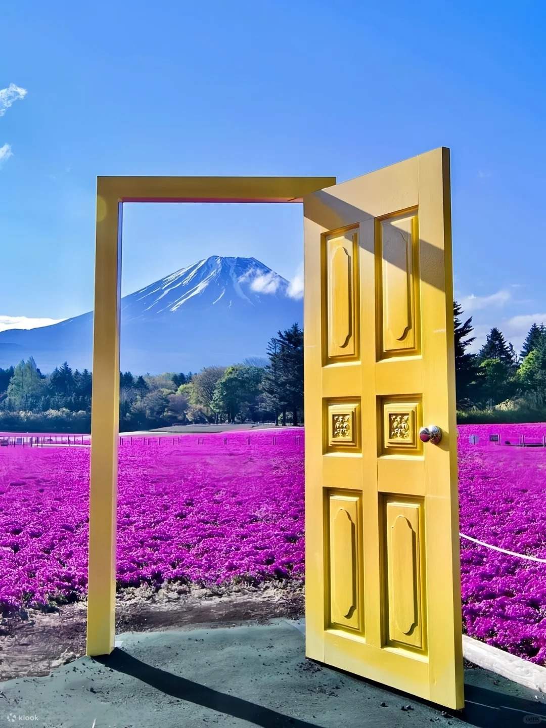 [One-day tour to Mount Fuji’s popular flower viewing spots] Oishi Park ...